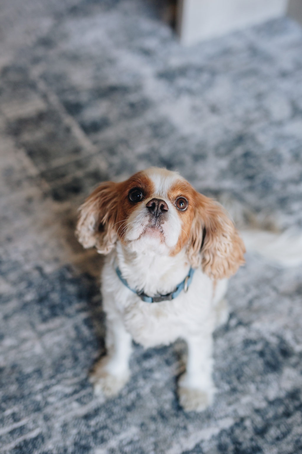 Cali Caj Reveal | Main Living Spaces - rebeccarollinsinteriors.com